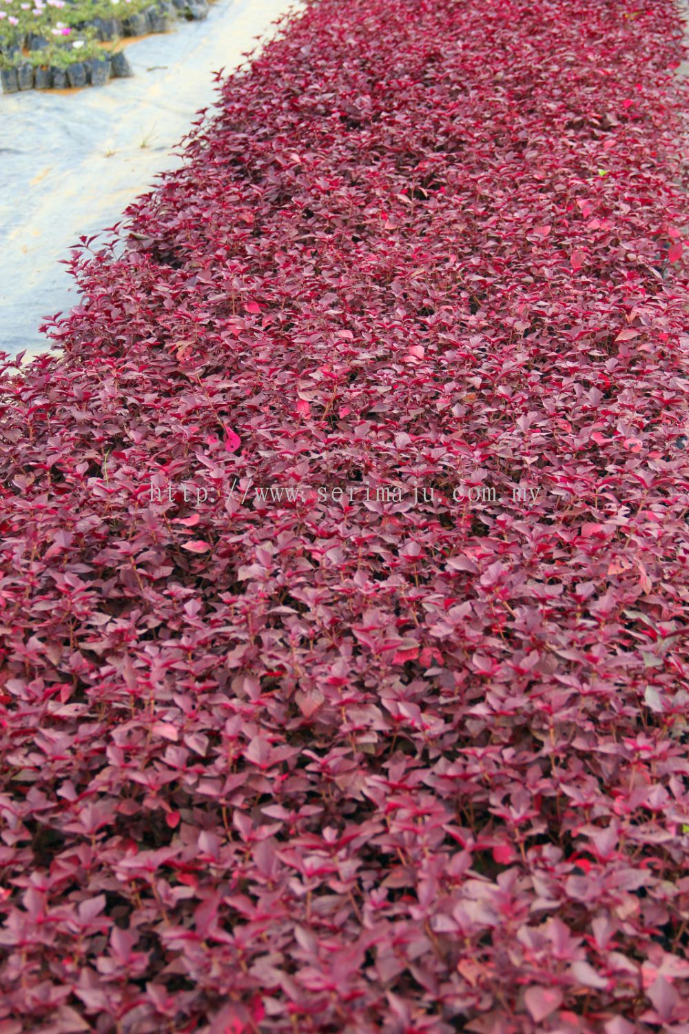 Johor,Muar Cyathula Prostrata Cultivar Shrubs daripada Tapak Semaian ...